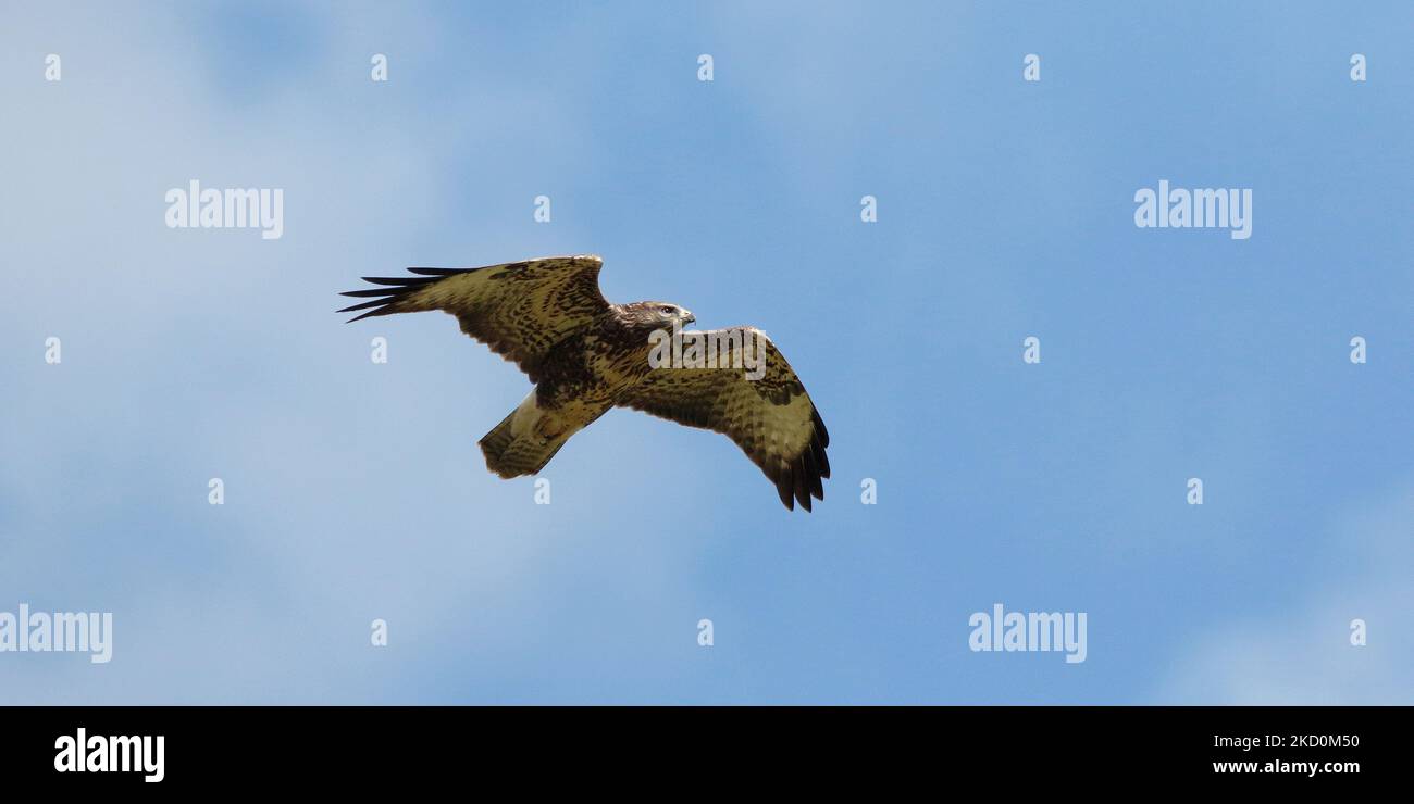 Photographing birds of prey in flight hi-res stock photography and ...