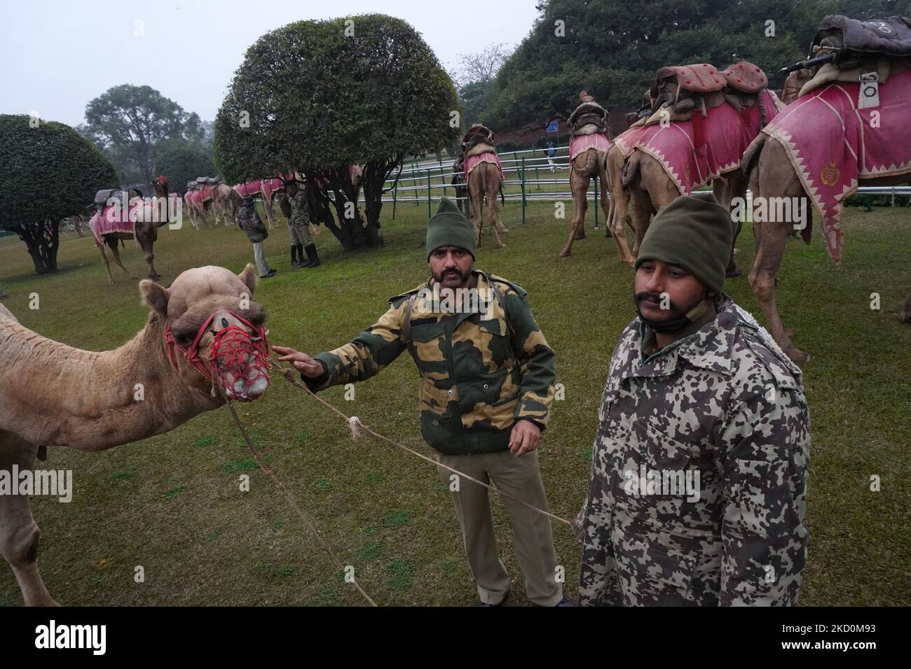 Camel mounted division hi-res stock photography and images - Alamy