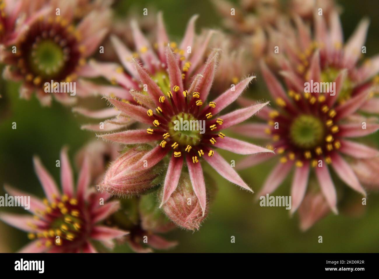 Flowers of Sempervivum, the Common houseleek Stock Photo - Alamy