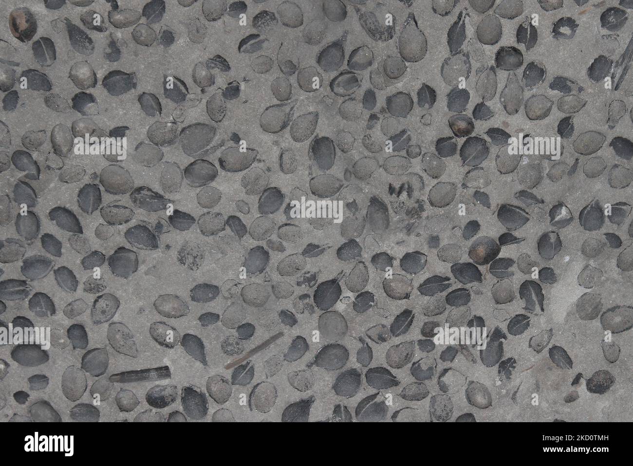 Fossilised seeds hi-res stock photography and images - Alamy