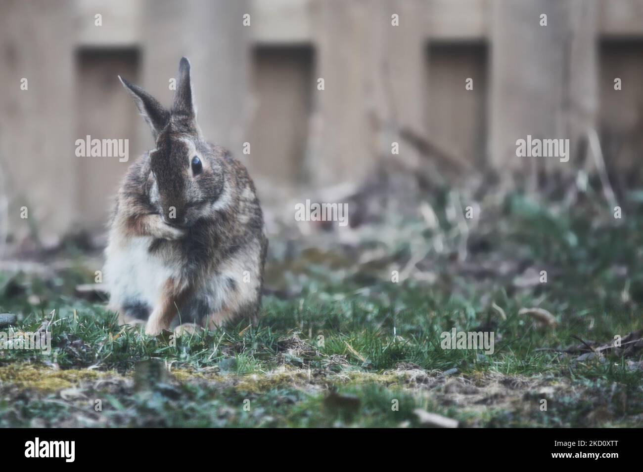Nuttall’s cottontail hi-res stock photography and images - Alamy