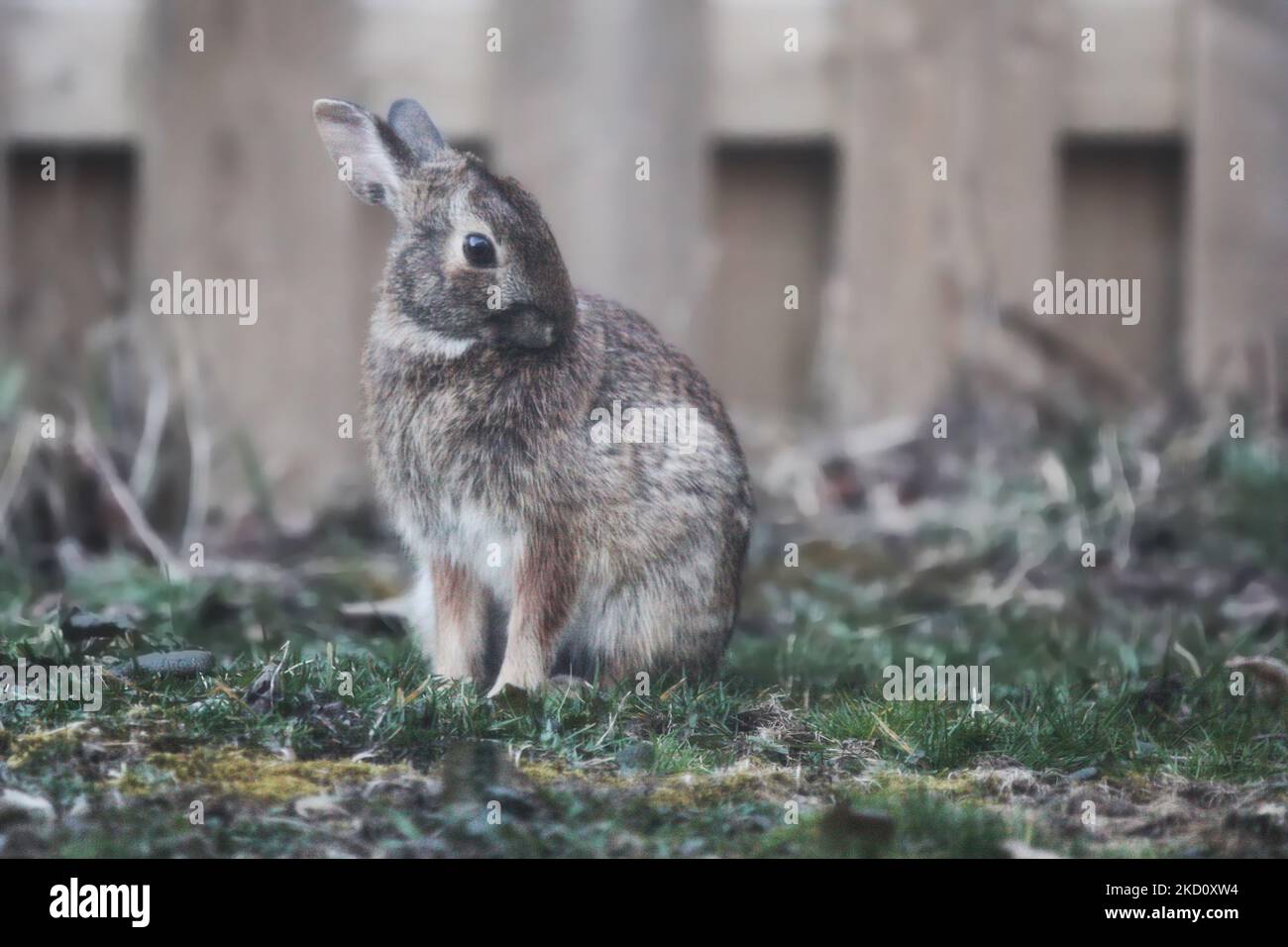 Nuttall’s cottontail hi-res stock photography and images - Alamy