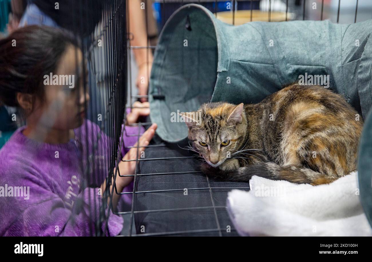 Sydney, Australia. 5th Nov, 2022. A girl looks at a cat on display at a ...