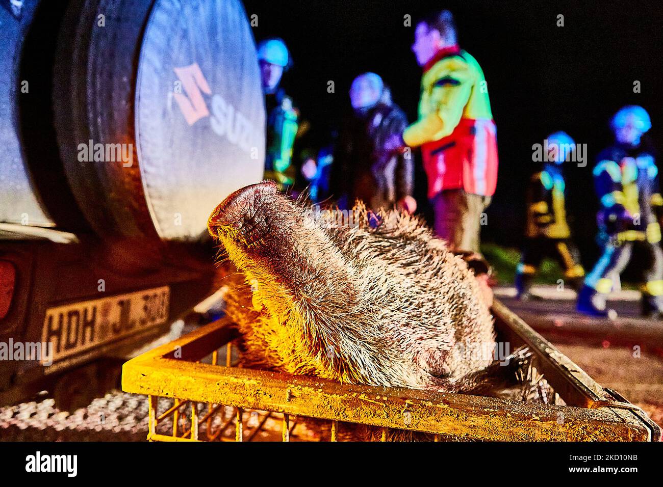 Giengen An Der Brenz, Germany. 04th Nov, 2022. A dead wild boar is ...