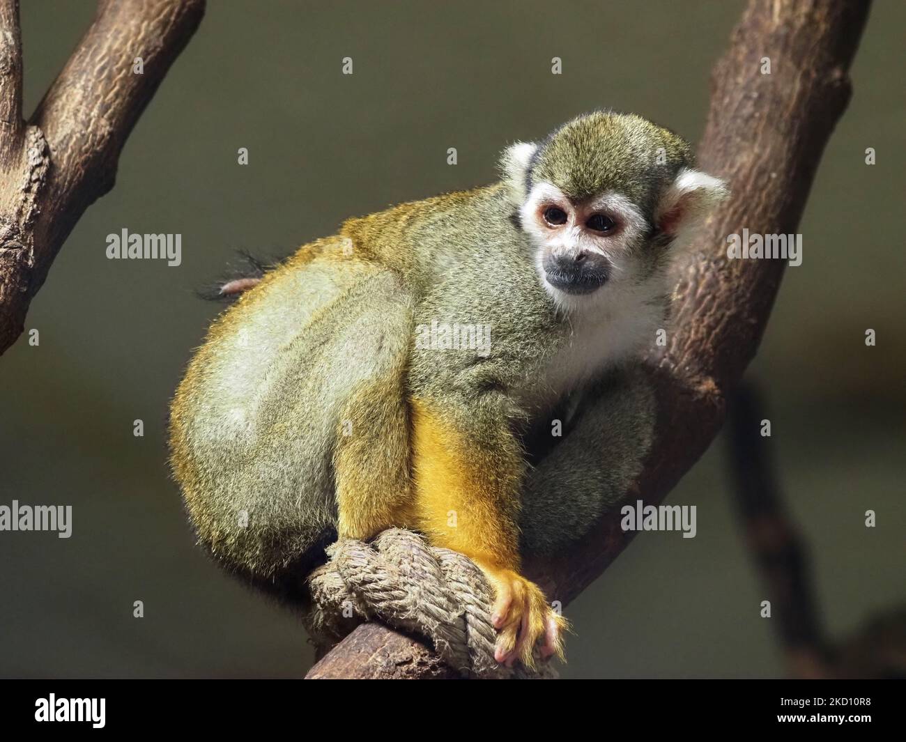 Vienna, Austria. 29th Aug, 2022. A common squirrel monkey seen in ...
