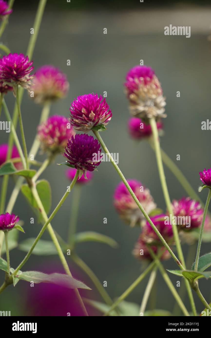 Gomphrena globosa (Also called globe amaranth) flower. This plant is ...