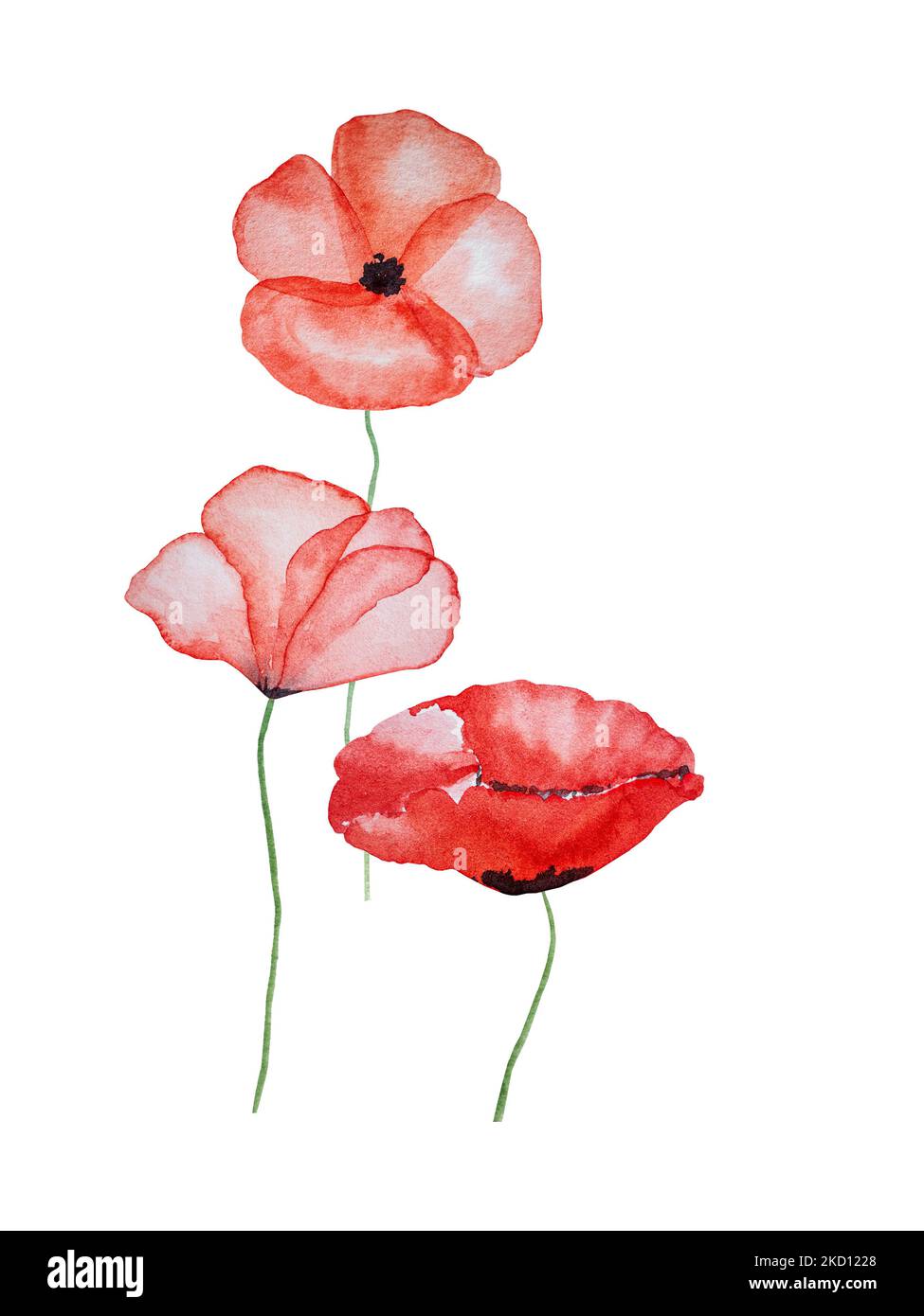 Remembrance Day. Beautiful picture with poppy flowers. Close-up, top ...