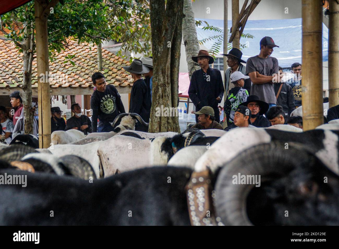 Indonesian shepherds prepared a ram for fight during a Sundanese ...