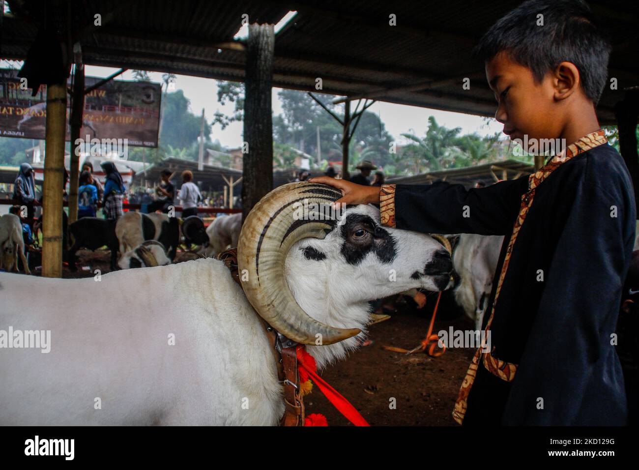 A children seen swiped a sheep before a fight during a Sundanese ...