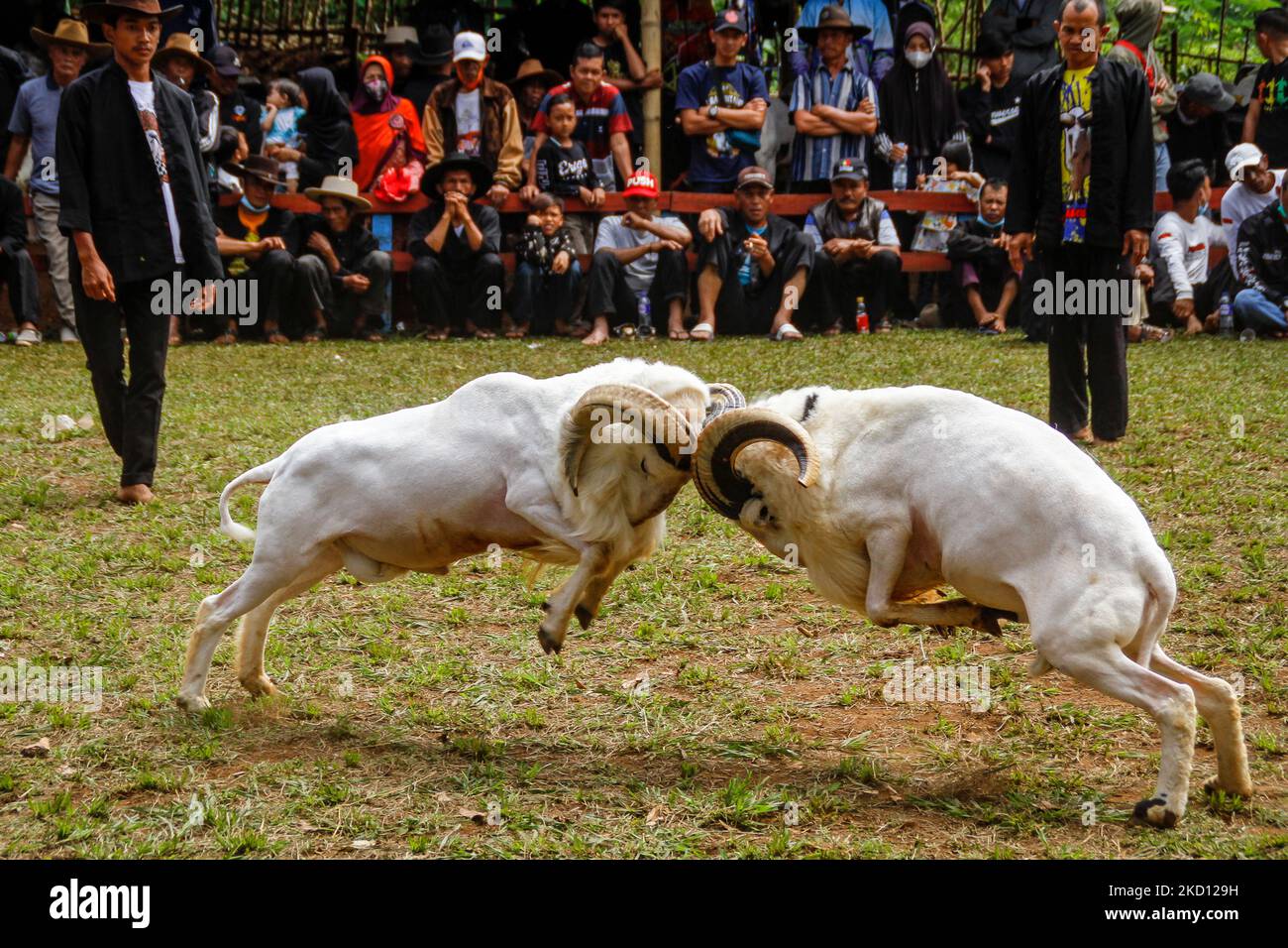 Rams fight at a traditional sheep fighting during a Sundanese traditional cultural on January 23 ...