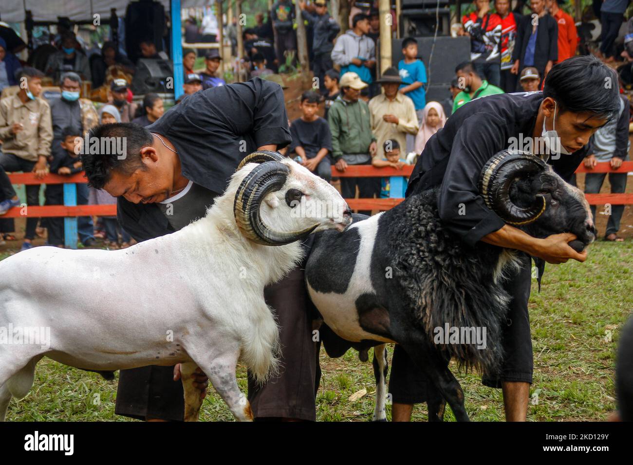 Indonesian shepherds are seen give a massage during a fight at ...