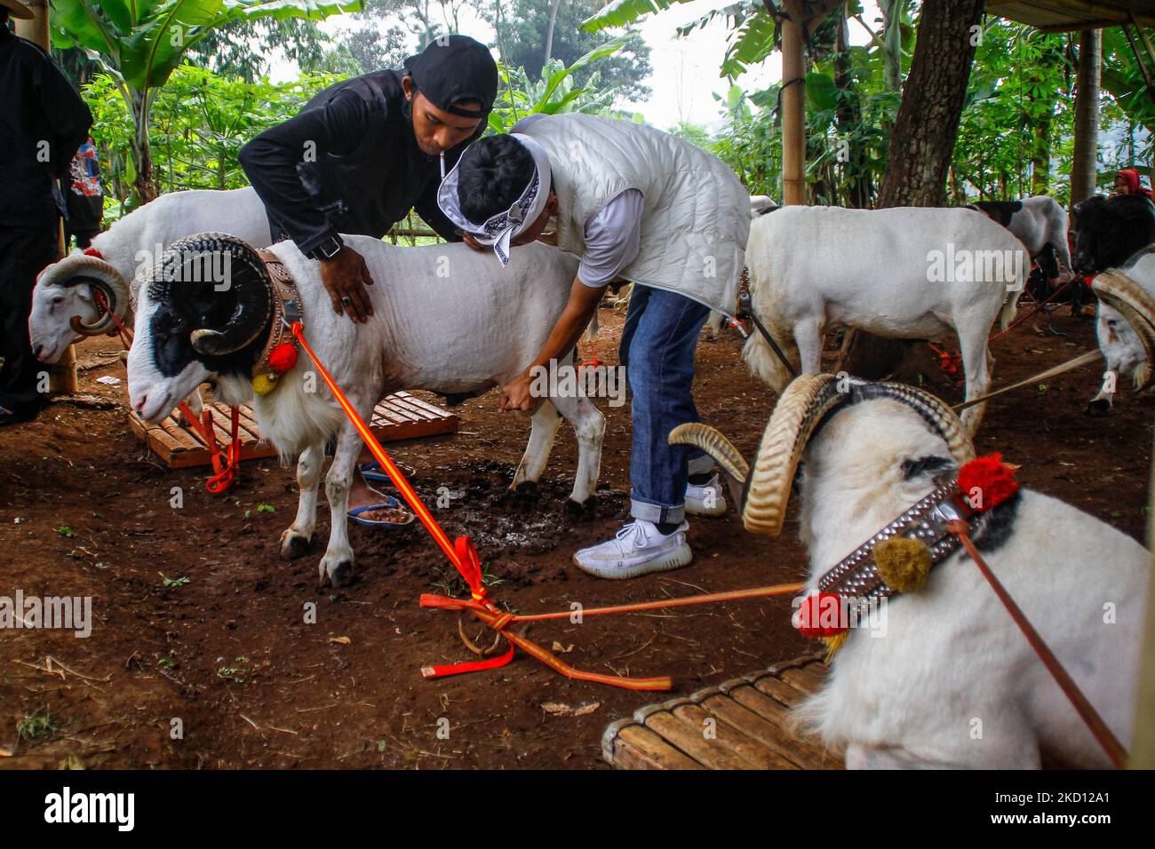 Indonesian shepherds are seen give a massage before a fight during a ...