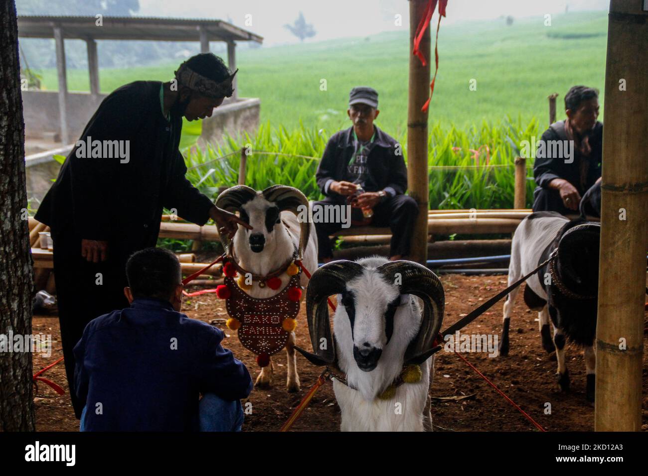 Indonesian shepherds prepared a ram for fight during a Sundanese ...