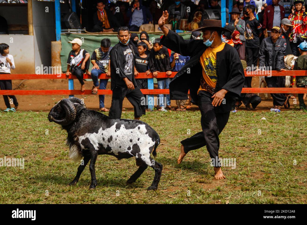 Rams fight at a traditional sheep fighting during a Sundanese ...