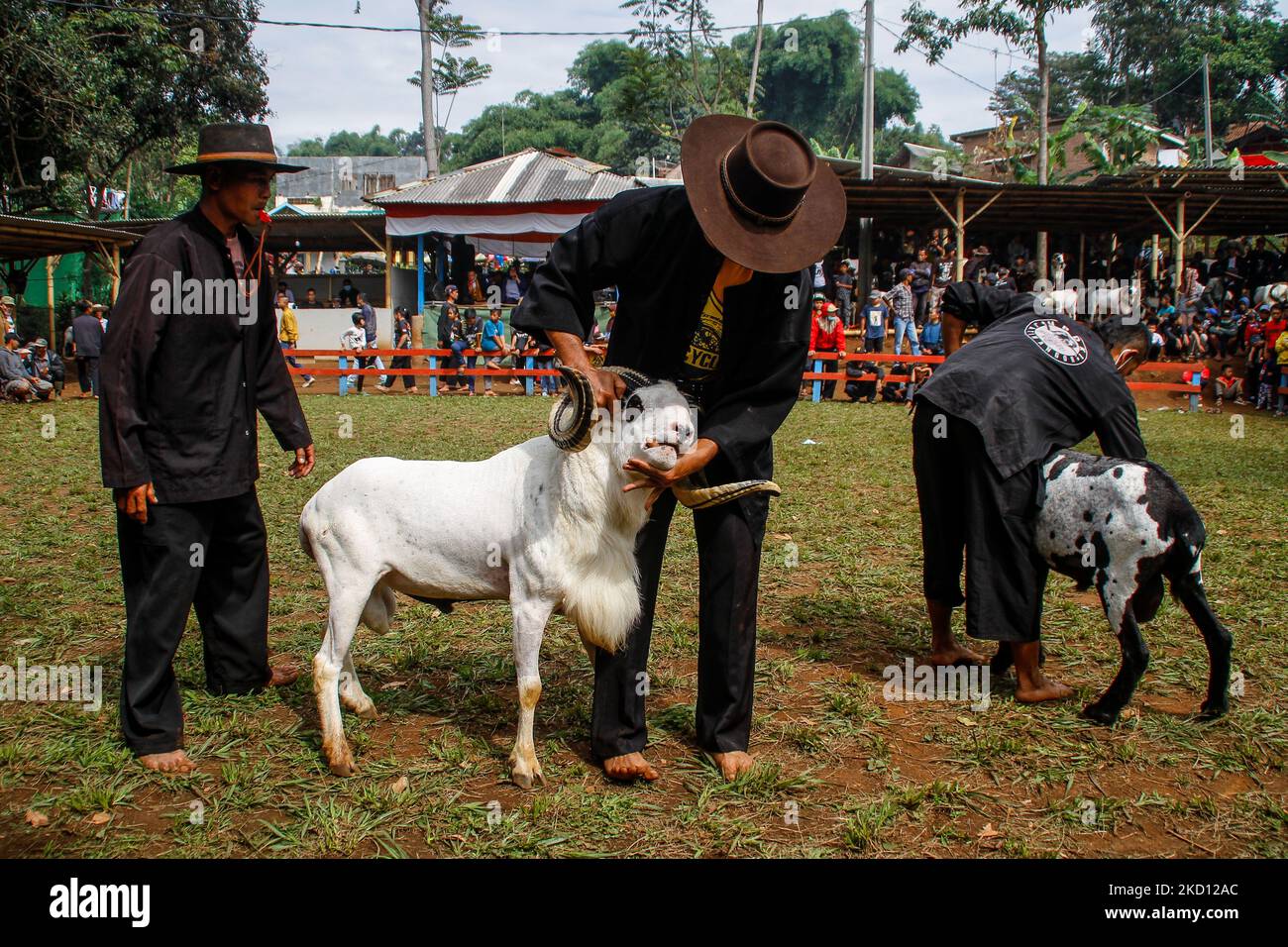 Indonesian shepherds are seen give a massage during a fight at ...
