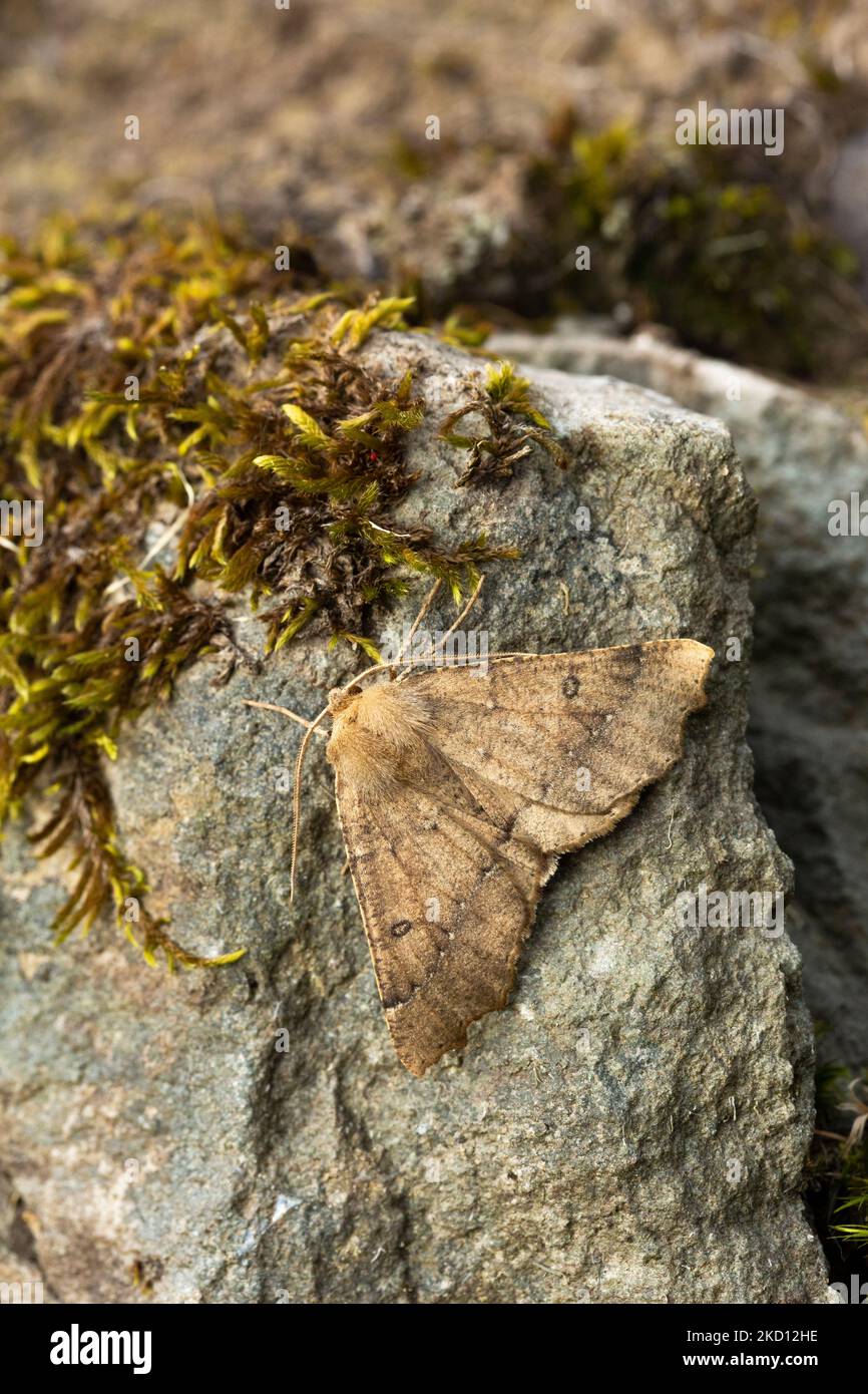 Scalloped hazel Odontopera bidentata, imago resting on wall, Tarr Steps ...