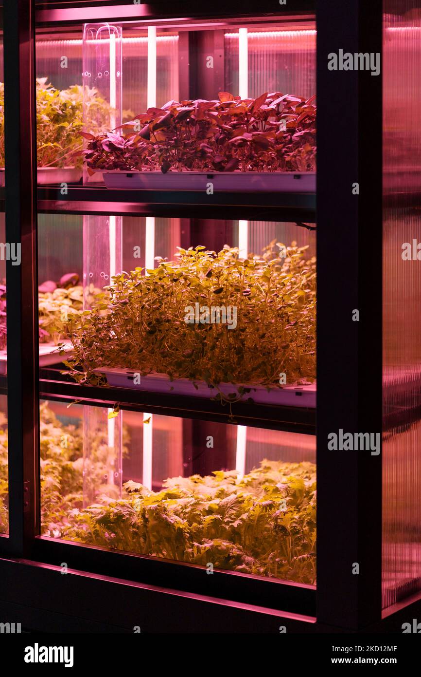 Vegetable green salad growing in hydroponic system. Plant cultivated in ...