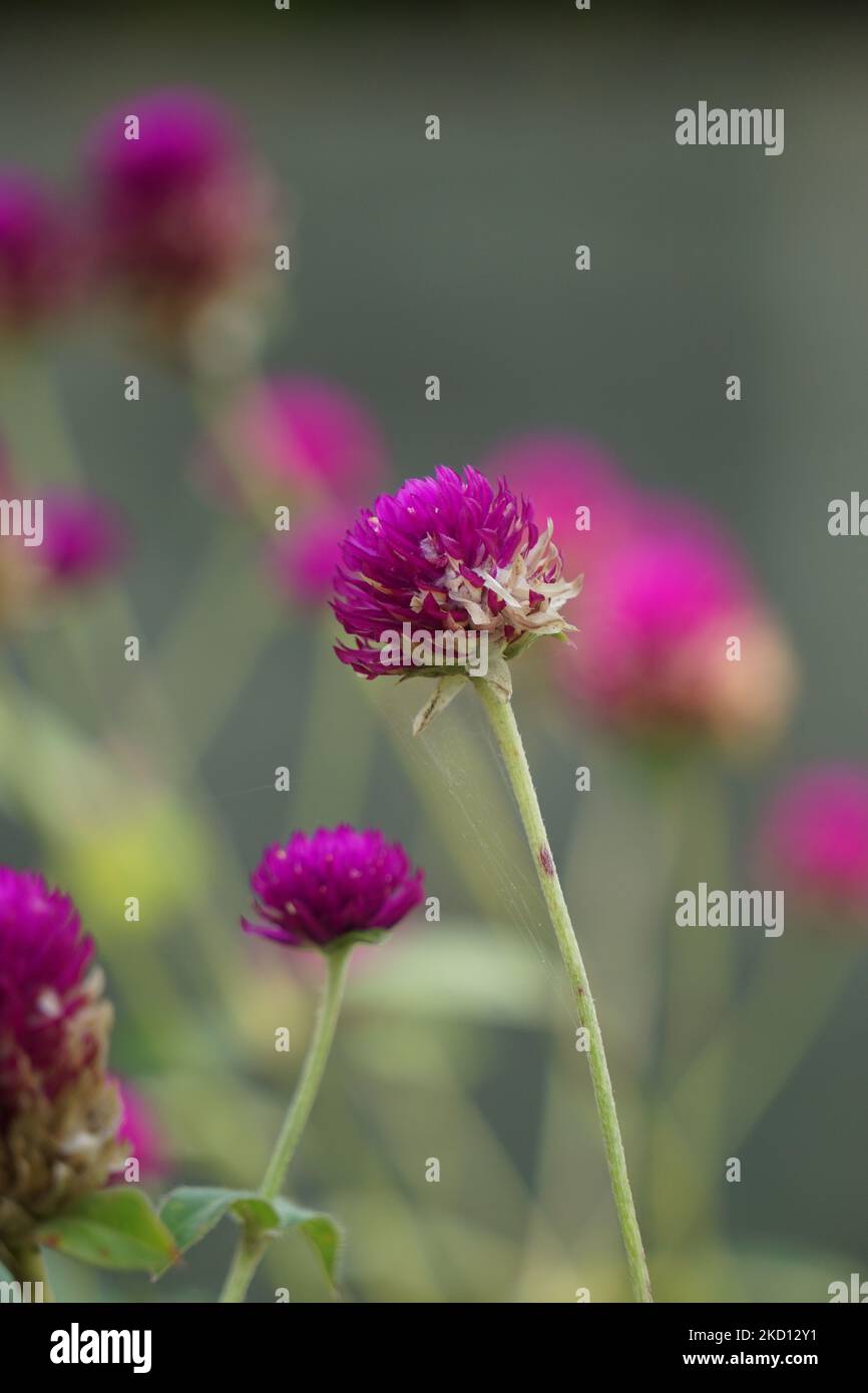 Sennichiko hi-res stock photography and images - Alamy