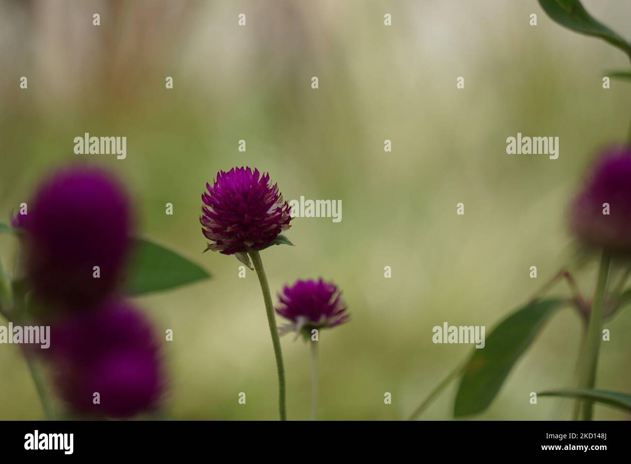 Gomphrena globosa (Also called globe amaranth) flower. This plant is ...