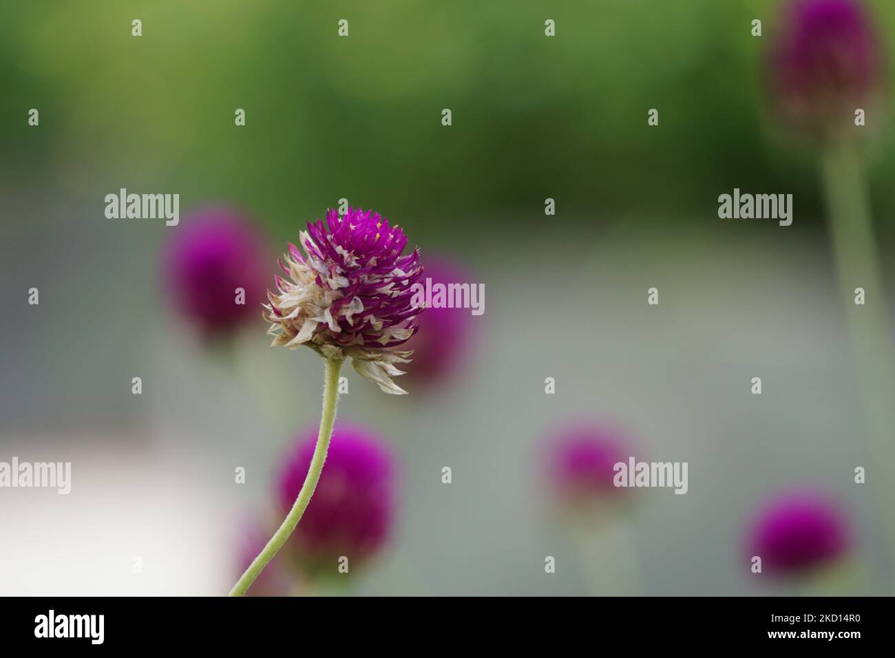 Gomphrena globosa (Also called globe amaranth) flower. This plant is ...