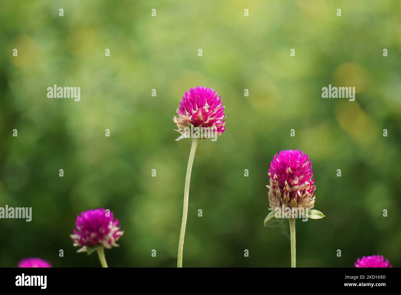 Gomphrena globosa (Also called globe amaranth) flower. This plant is ...
