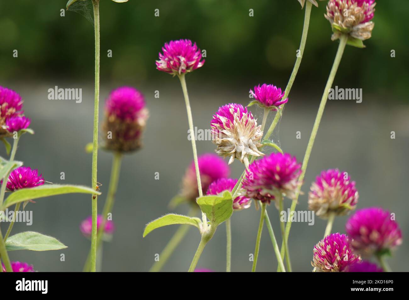 Gomphrena globosa (Also called globe amaranth) flower. This plant is ...