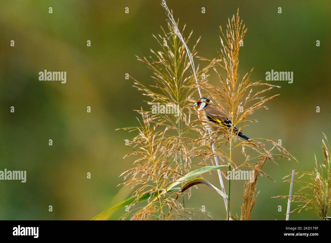 Goldfinch wild bird hi-res stock photography and images - Alamy