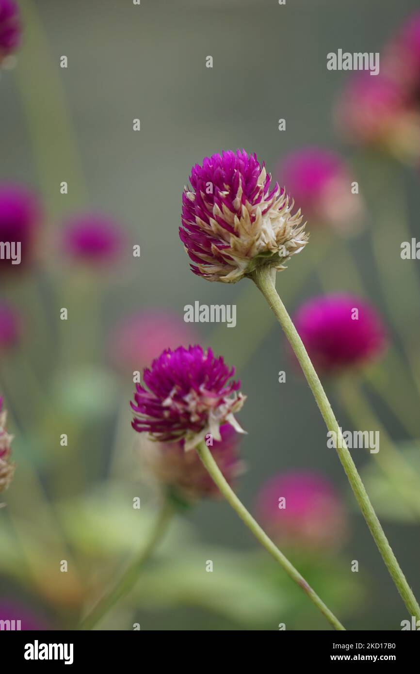 Gomphrena globosa (Also called globe amaranth) flower. This plant is ...