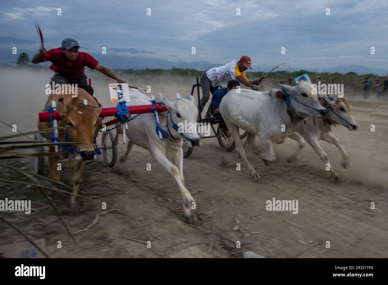 Participants race their cows during a "Karapan Sapi" (bull race) in ...