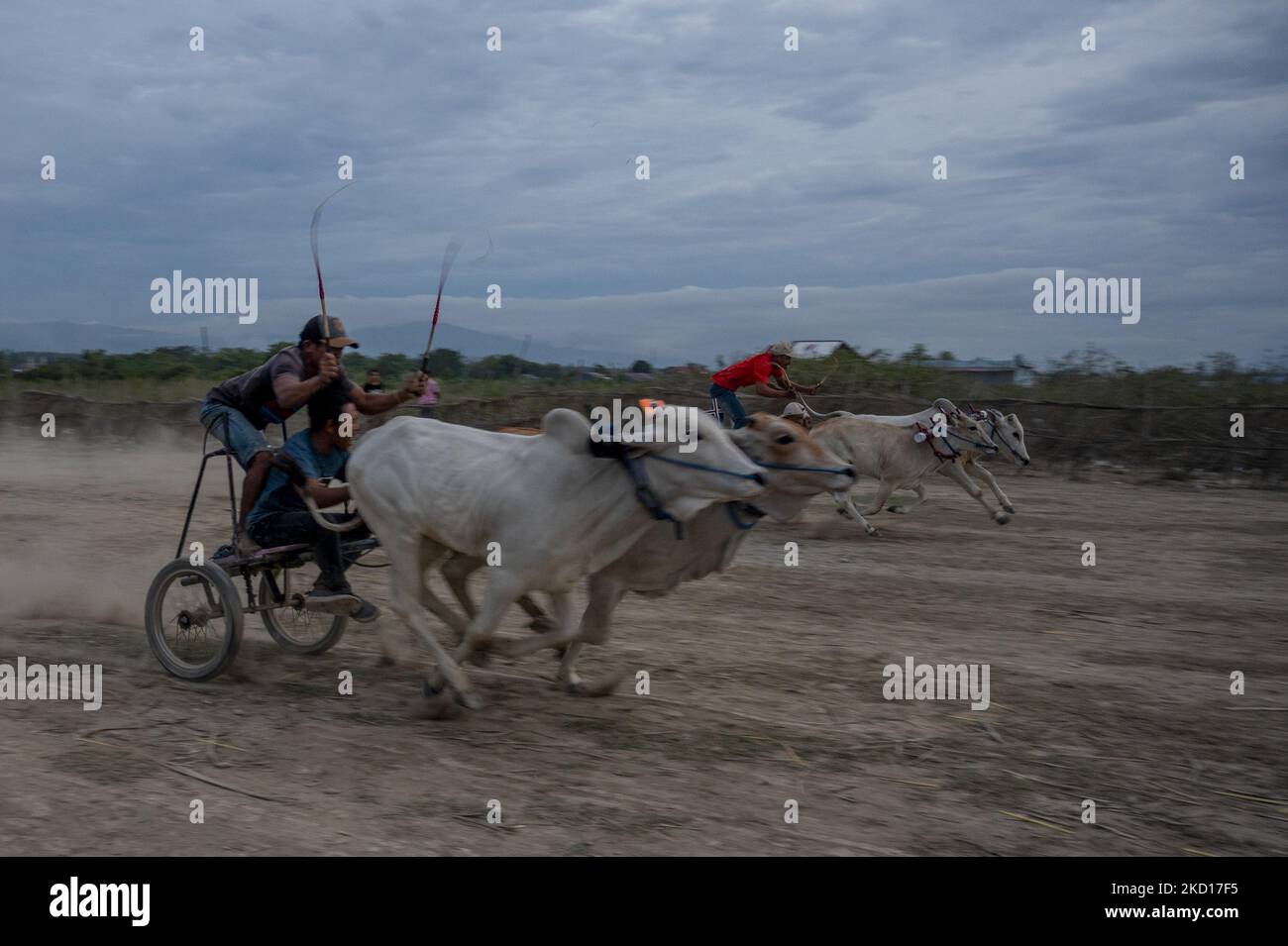 Participants race their cows during a "Karapan Sapi" (bull race) in ...