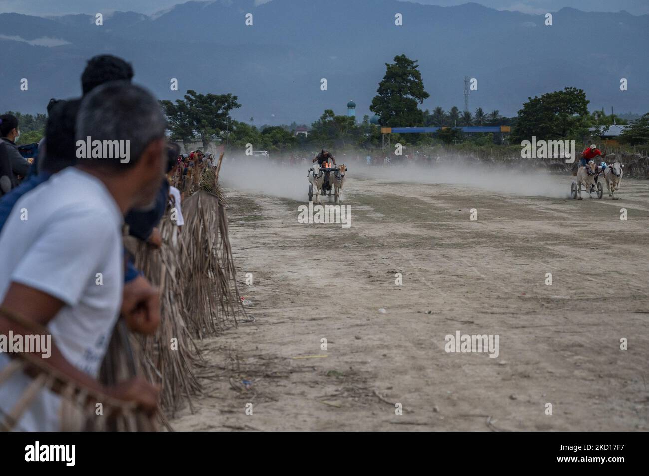 Participants race their cows during a "Karapan Sapi" (bull race) in ...