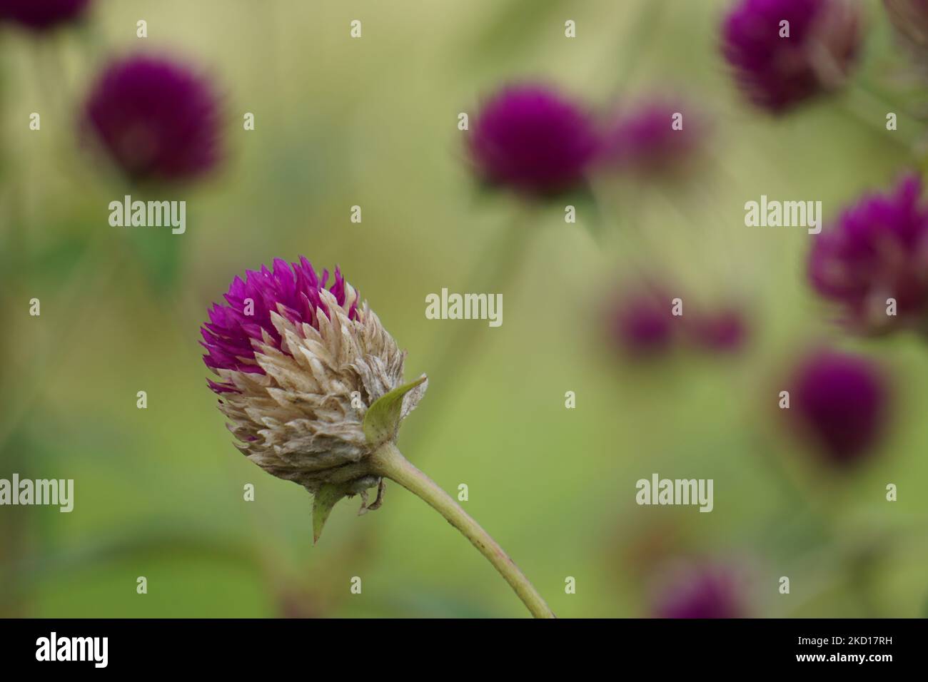 Gomphrena globosa (Also called globe amaranth) flower. This plant is ...