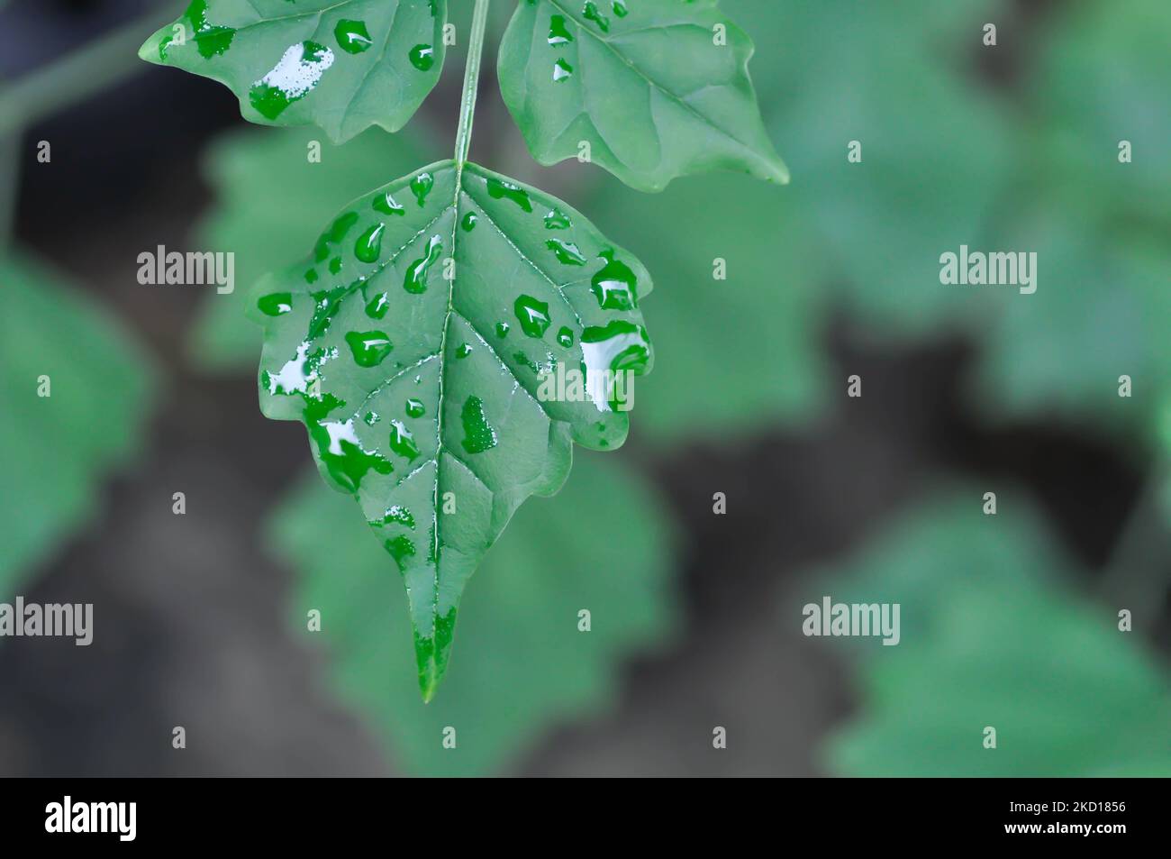 Cork tree, Indian cork tree or Millingtonia hortensis Linn or ...