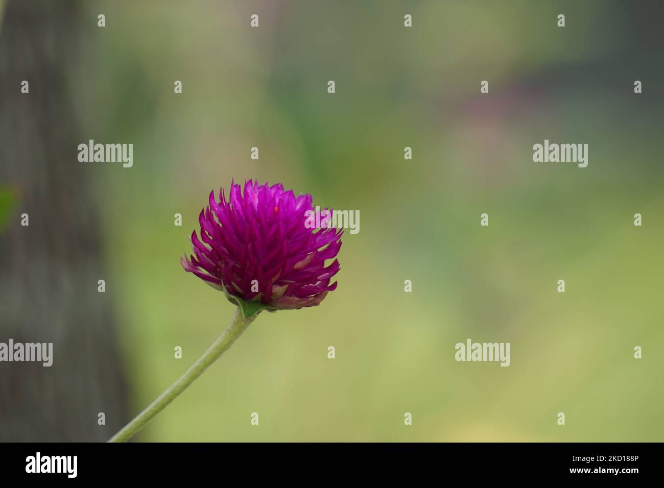 Gomphrena globosa (Also called globe amaranth) flower. This plant is ...