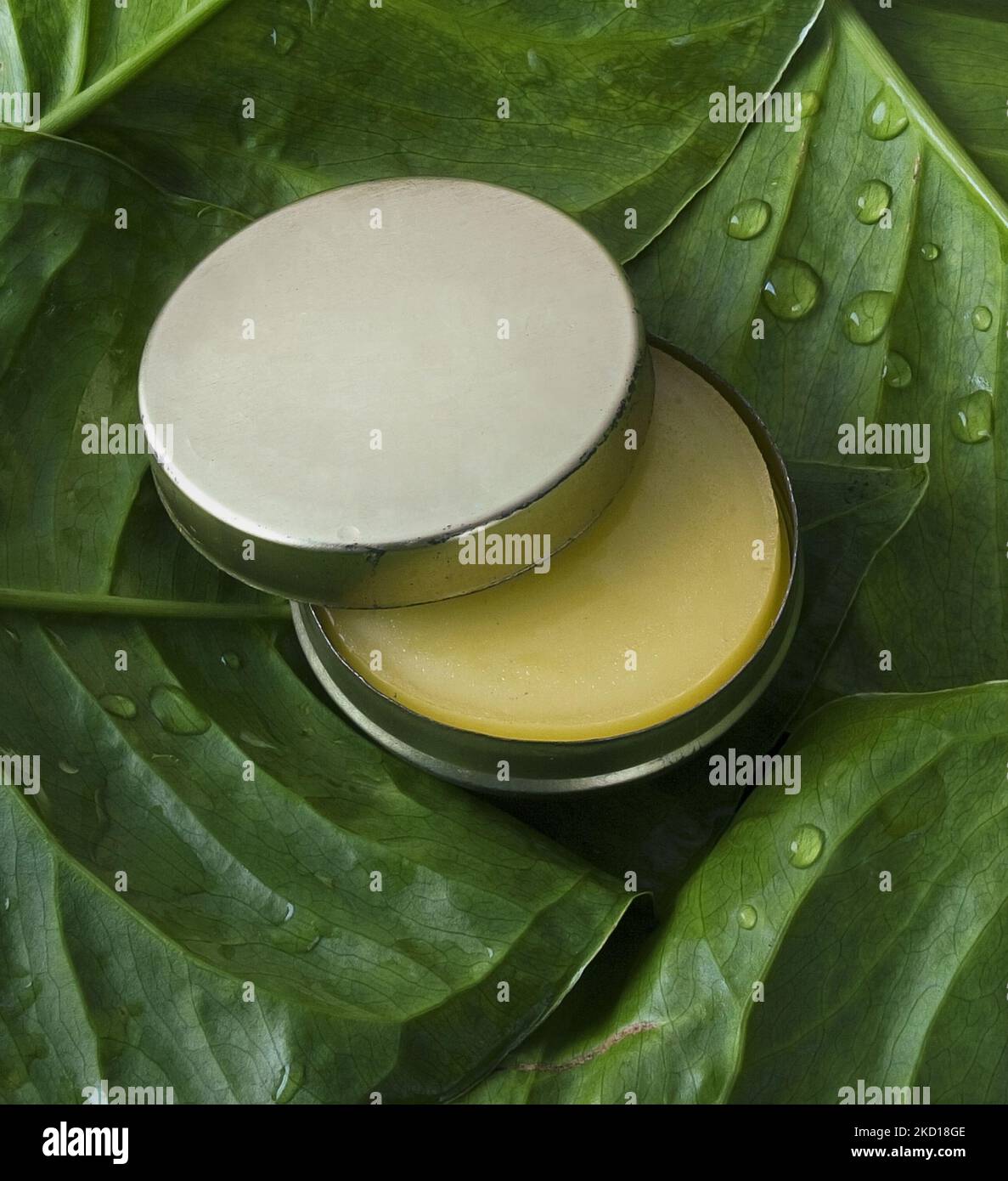 Electric fish lard It is a very popular ointment in northern Brazil and ...