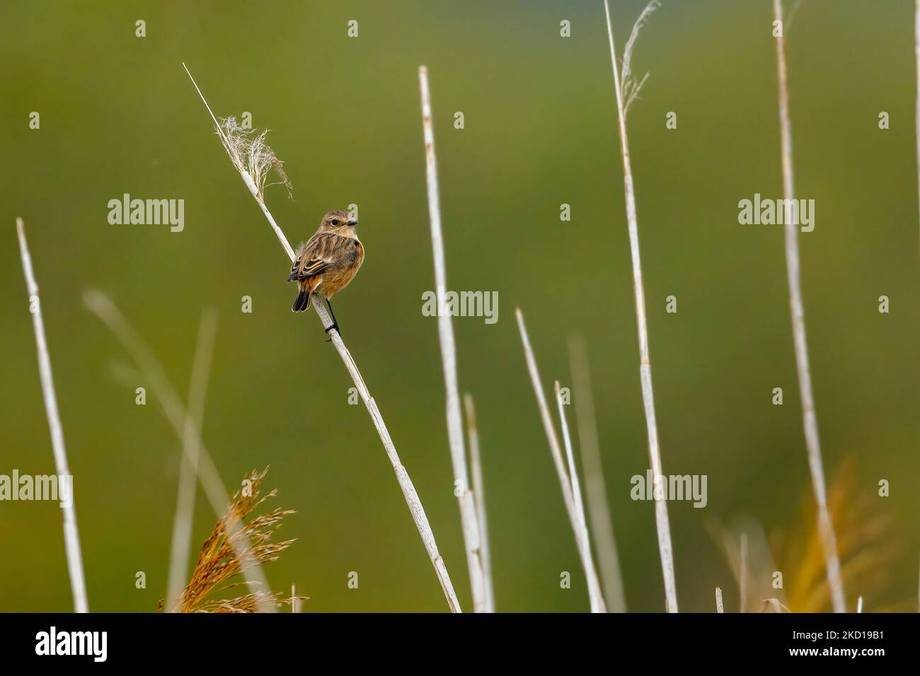 A common european stonechat in the wild Stock Photo - Alamy