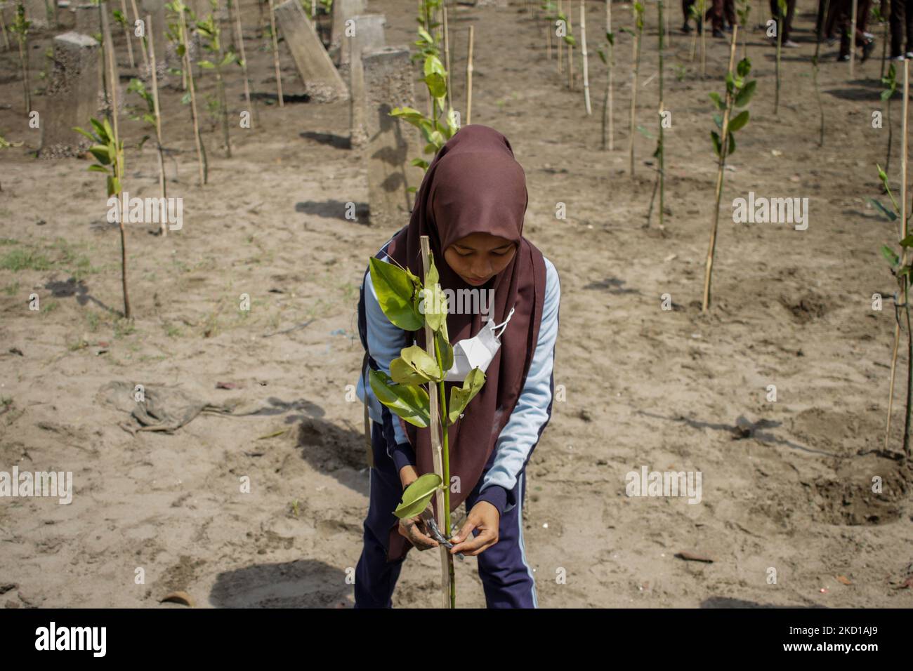 Mangroves planting hi-res stock photography and images - Alamy