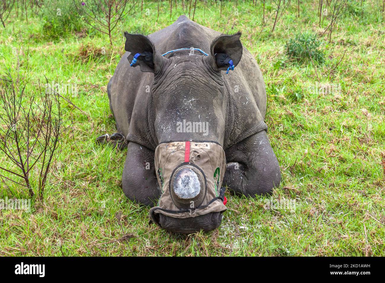 Rhino animal darted and Vet team remove the wildlife animals horn to ...
