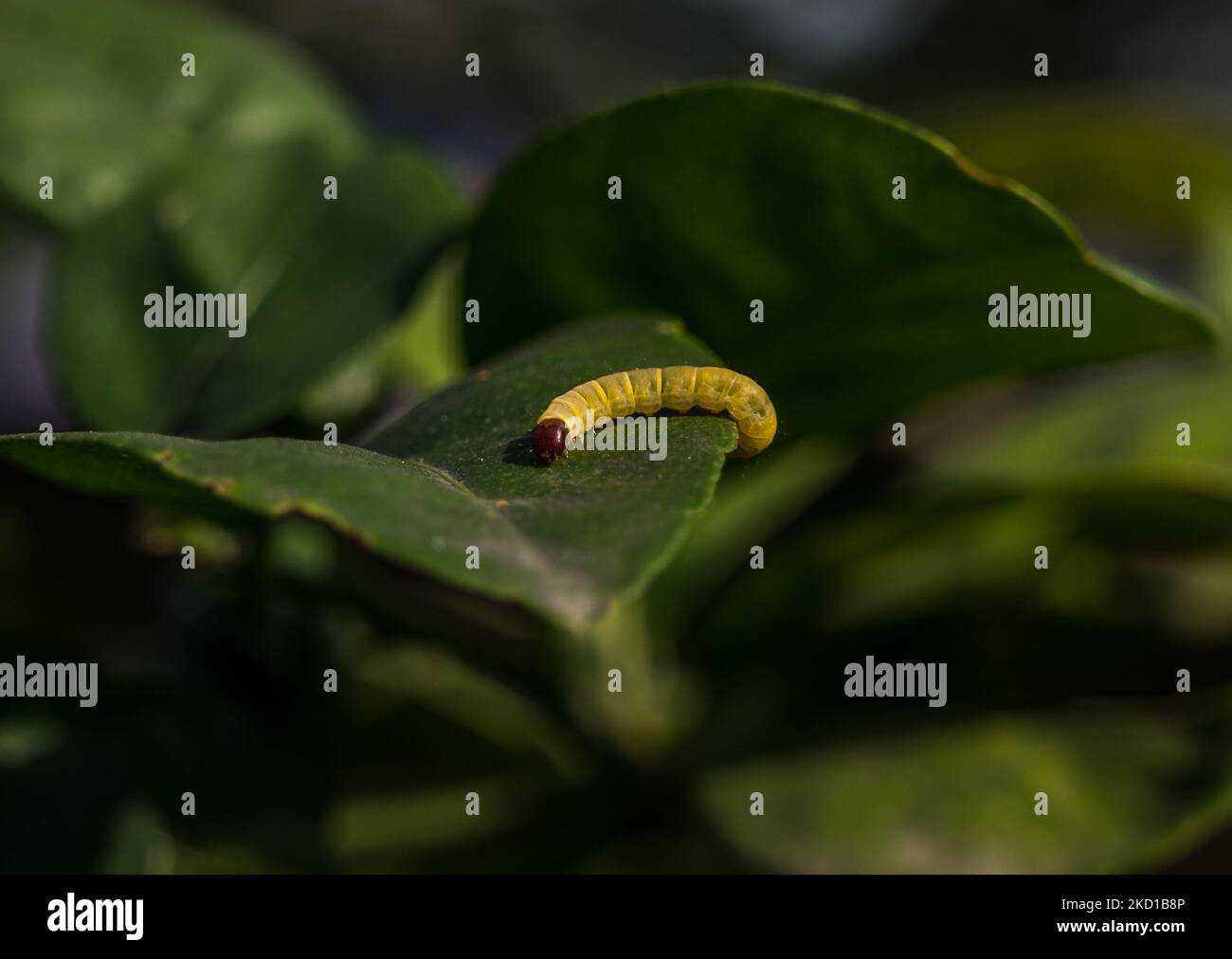 A Scythropoidae sp. (Peleopodidae) moth caterpillar is sitting on a ...