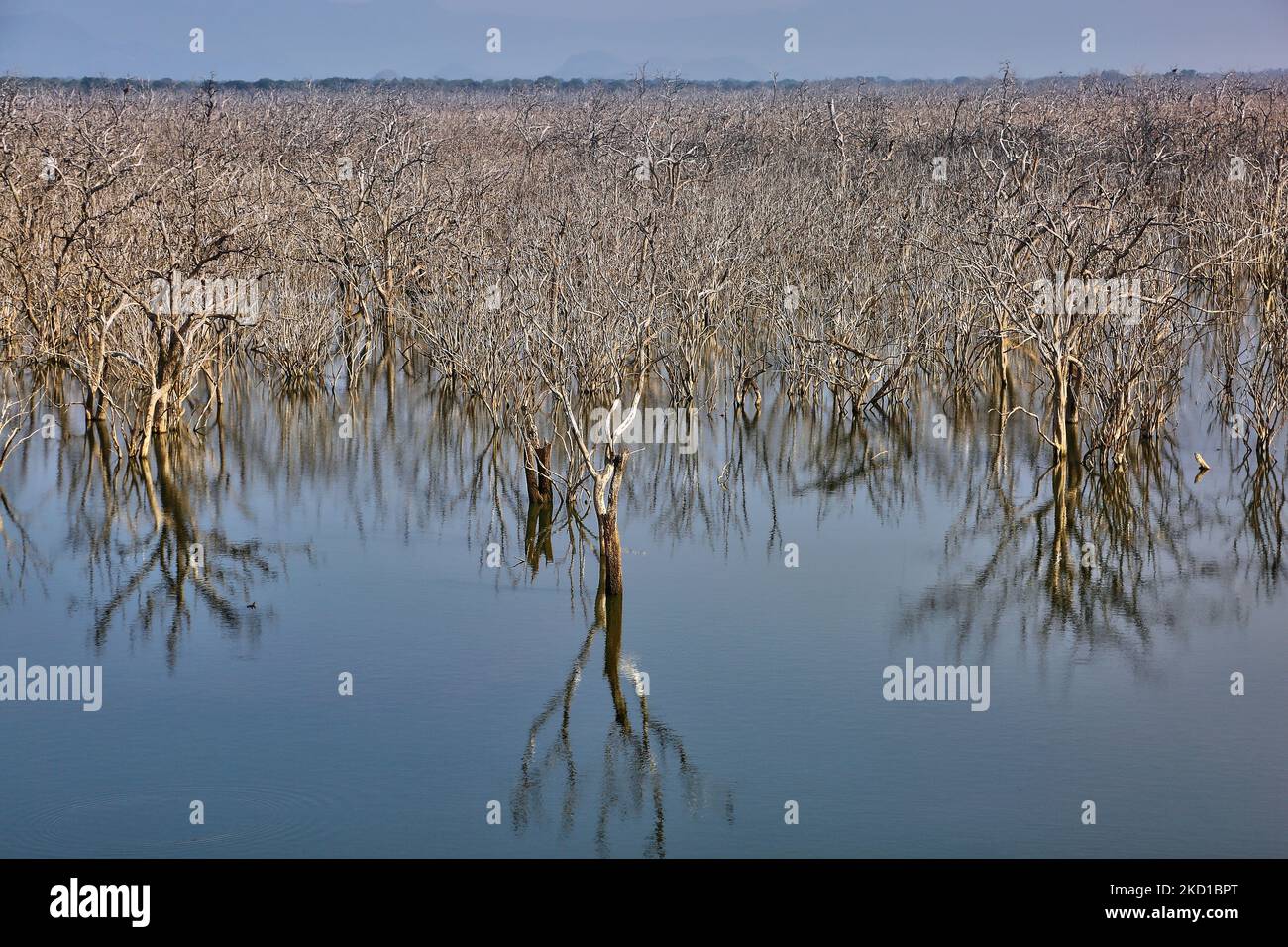 Dead trees (many say were destroyed by elephants) in the Weheragala ...