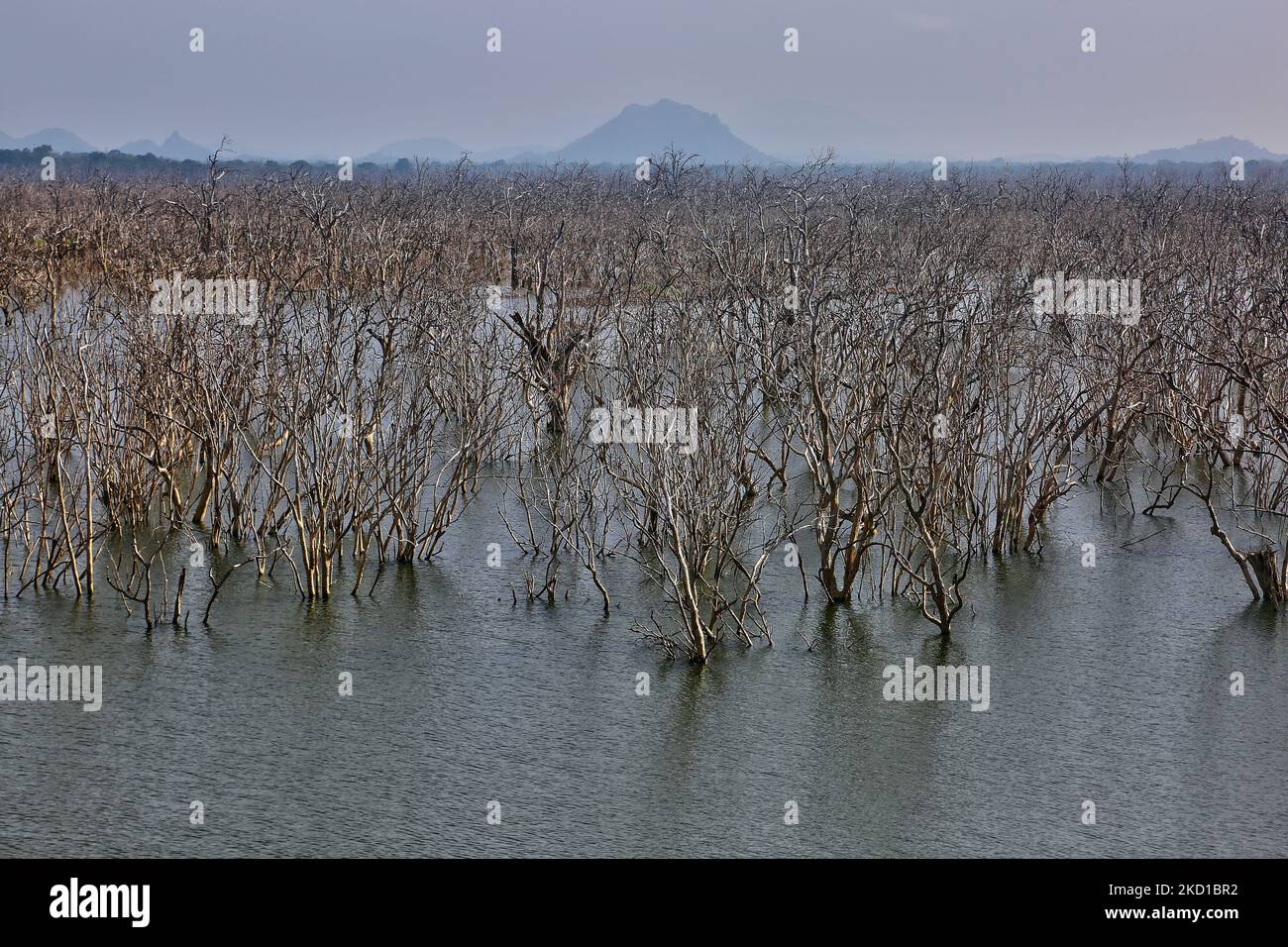 Dead trees (many say were destroyed by elephants) in the Weheragala ...