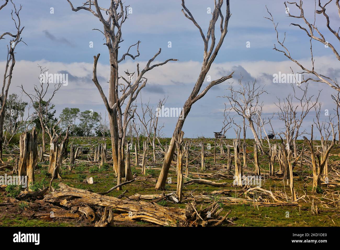 Dead trees (said to be caused by elephant activity) at the Yala ...