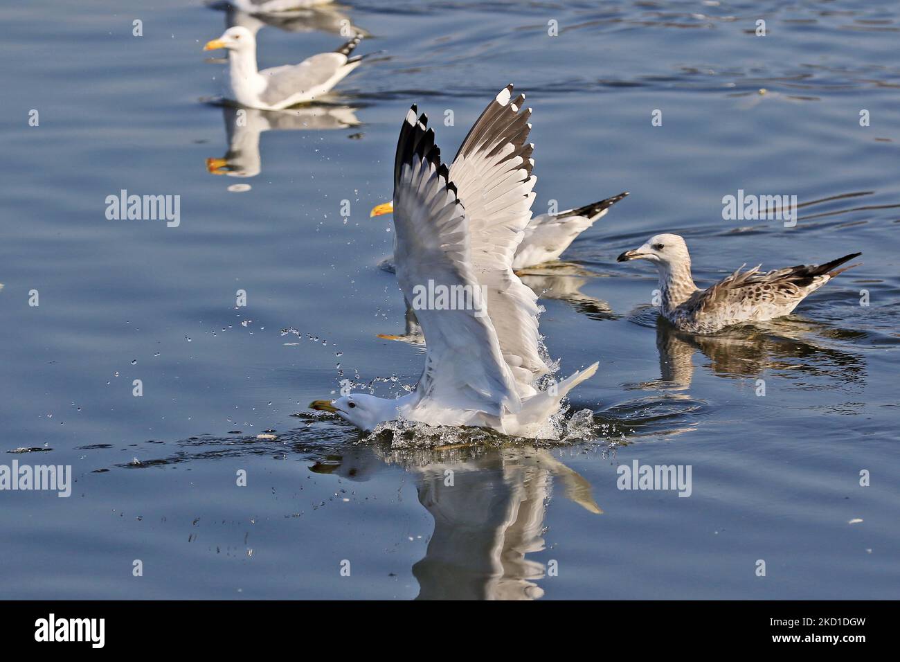 Jaipur : Seagulls birds at Mansagar Lake ' Jal Mahal' during the winter ...
