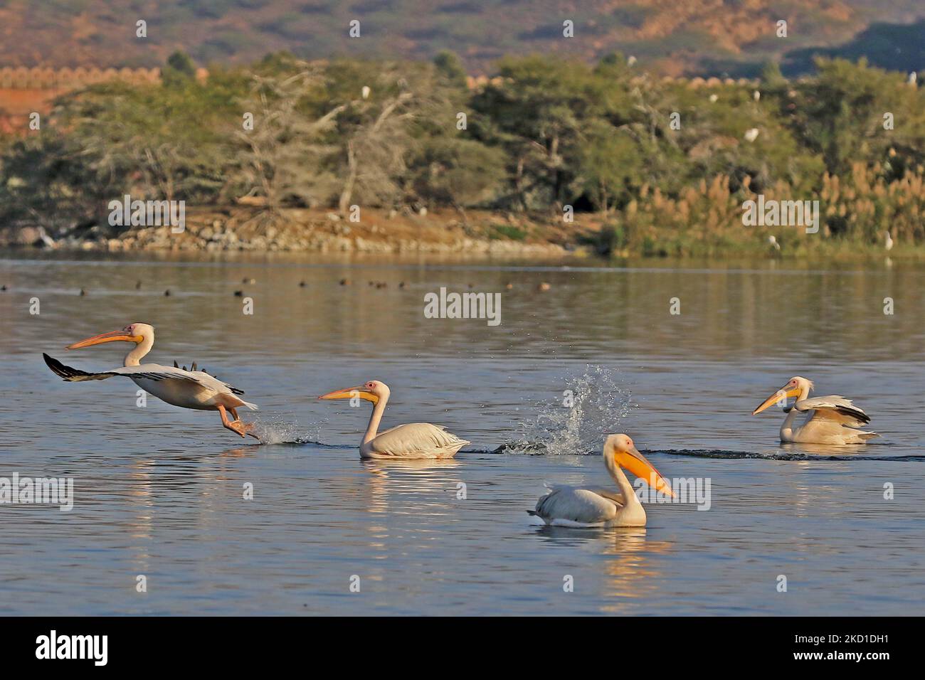 Jaipur : Pelican birds at Mansagar Lake ' Jal Mahal' during the winter ...