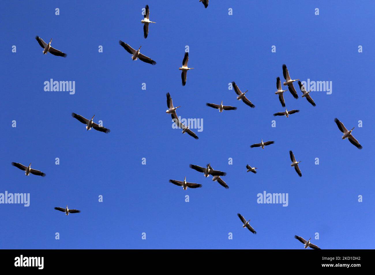 Jaipur : Pelican birds fly over Mansagar Lake ' Jal Mahal' during the ...