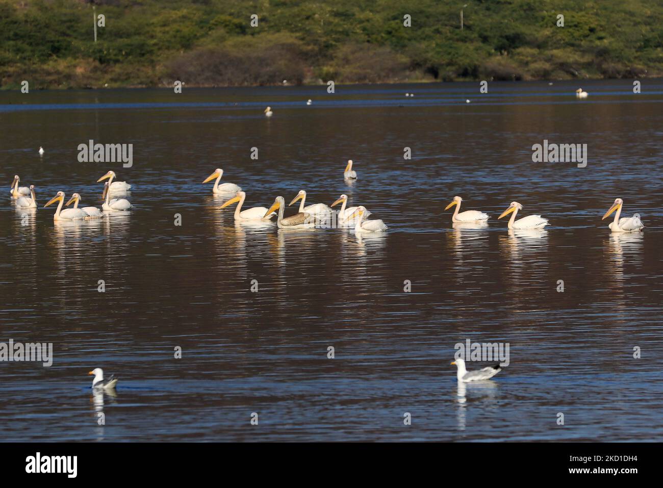 Jaipur : Pelican birds at Mansagar Lake ' Jal Mahal' during the winter ...