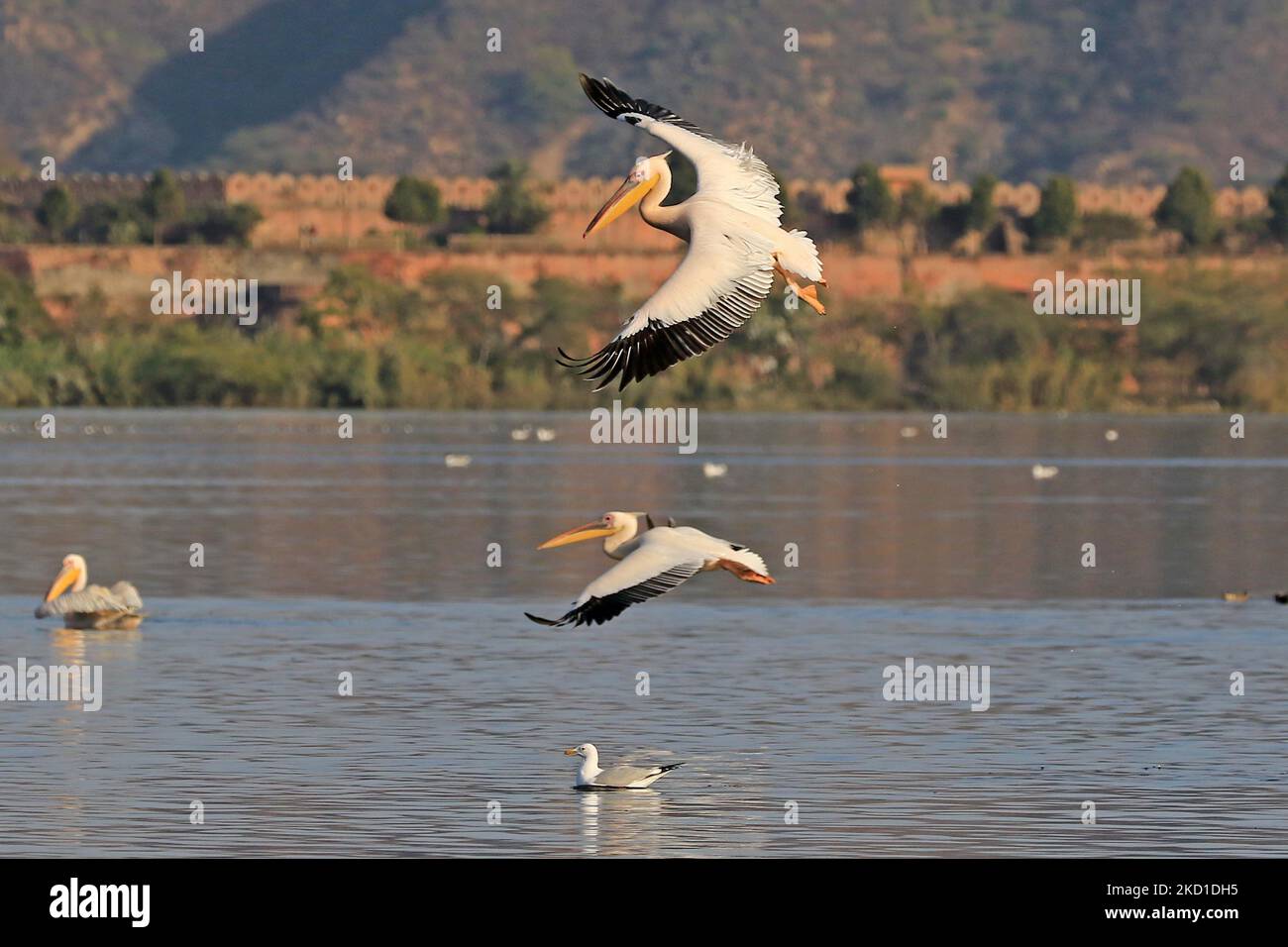 Jaipur : Pelican birds at Mansagar Lake ' Jal Mahal' during the winter ...