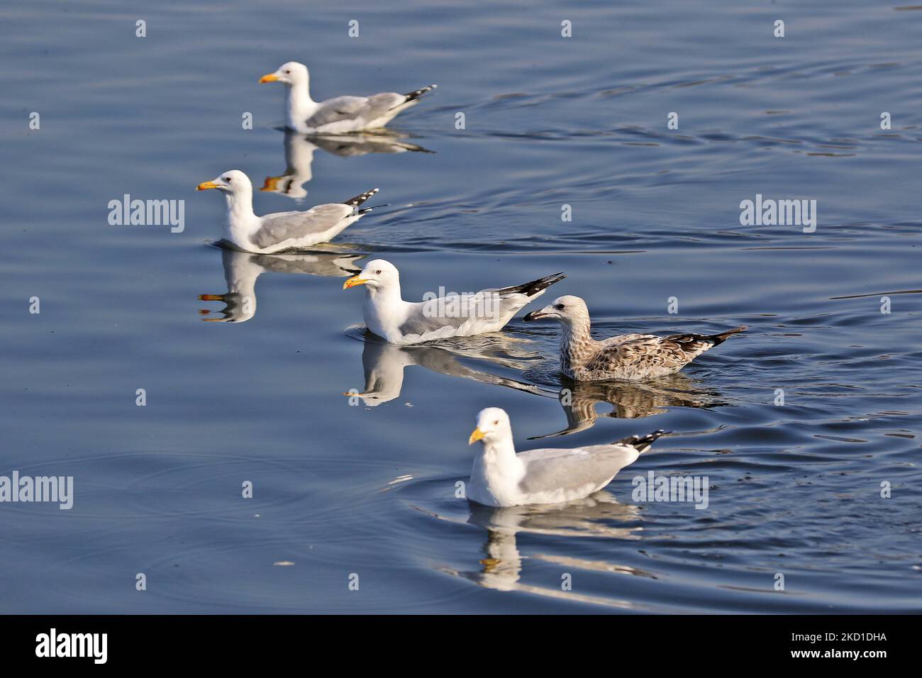 Jaipur : Seagulls birds at Mansagar Lake ' Jal Mahal' during the winter ...
