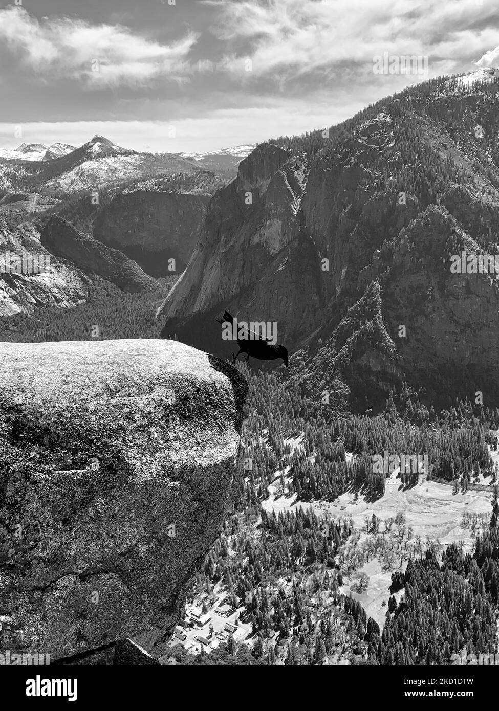 A vertical black and white shot of a crow jumping from the edge of the ...
