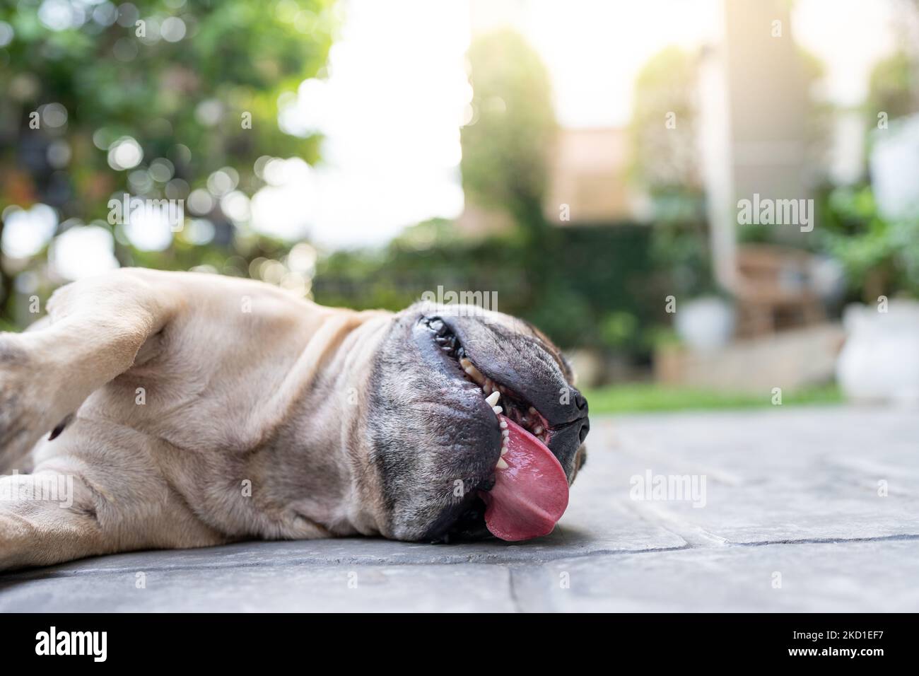A tired french bulldog sleeping on the ground Stock Photo - Alamy